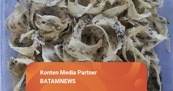 Harga Sarang Burung Wallet Capai Puluhan Juta Rupiah per Kilogram ...