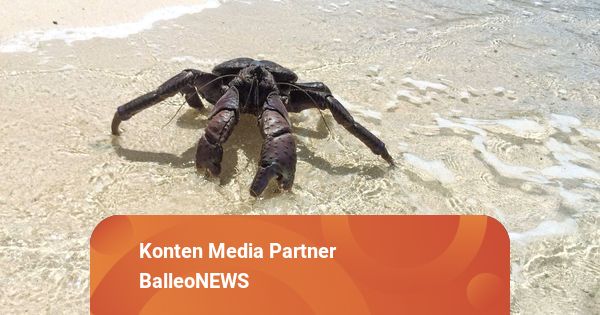 Ketam Kenari, Fauna Laut Raja Ampat yang Kini Dilindungi | kumparan.com