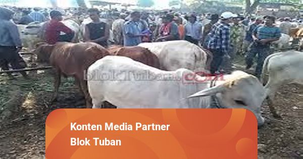 Peralihan Musim, DPP Tuban Minta Peternak Waspadai Penyakit BEF Pada ...