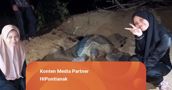 Pantai Tanjung Api Sambas, Tempat Indah Mengintip Bayi Penyu | kumparan.com