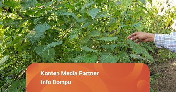 Daun Jelatang di Tambora: 'Rumah' Kupu-Kupu yang Jadi Ancaman Pendaki ...