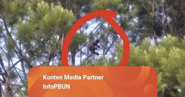 Evakuasi Lutung di Pohon Depan Kantor PWI Kobar Berlangsung Alot dan ...