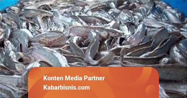 Jeli lihat peluang, pembudidaya Banyuwangi kirim 2,5 ton lele per pekan ...