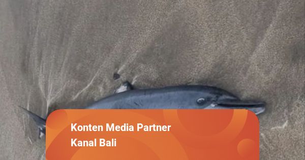 Diduga Digigit Hiu, Lumba-lumba Mati Terdampar di Pantai Kuta ...