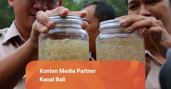 Puan Maharani Minta KKP Kaji Ulang Dampak Ekspor Benih Lobster ...