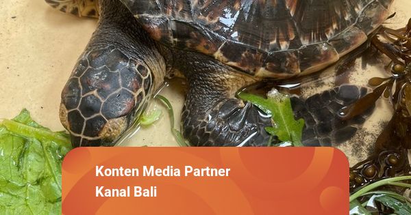Ancaman bagi Penyu di Laut Bali: Sampah hingga Mata Pancing | kumparan.com