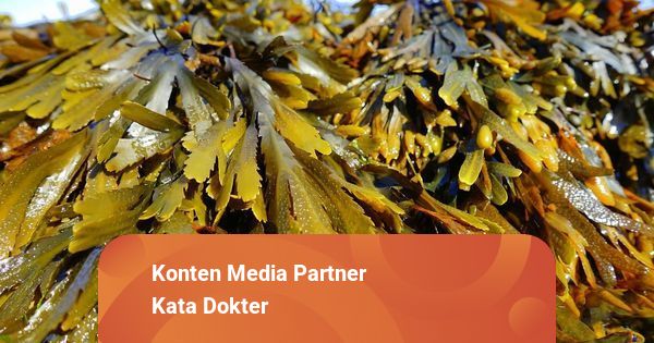 5 Manfaat Rumput Laut untuk Kesehatan Tubuh | kumparan.com
