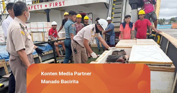 Karantina Sulut Menahan 800 Kg Daging Celeng Tanpa Dokumen di Pelabuhan ...