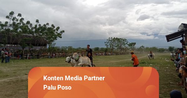 113 Pasang Sapi Ikut Lomba Karapan di Palu, Pemenang Dapat Hadiah Sapi ...