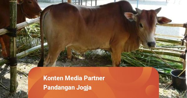 Sapi Jabres, Sapi Lokal yang Diklaim Bisa Bunting 14 Kali Seumur ...
