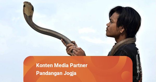 13.500 Orang Tewas Akibat Digigit Ular, Terbanyak karena Pelihara dan ...