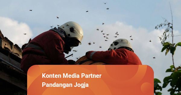 Hanya Dalam Sebulan, BPBD Bantul Sudah Lakukan Operasi Tangkap Tawon ...