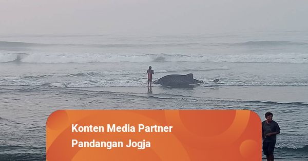 Hiu Tutul Terdampar Lagi di Pantai Selatan Yogya, Sebulan Ini Sudah 4 ...