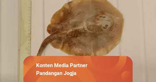 Ikan Pari Jawa Dinyatakan Punah: Ikan Laut Pertama yang Punah Karena ...