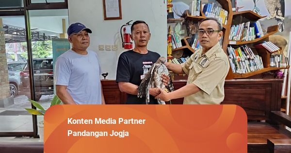 Warga Sleman Serahkan Elang Jawa ke BKSDA Yogya, Sudah Pelihara 3 Tahun ...
