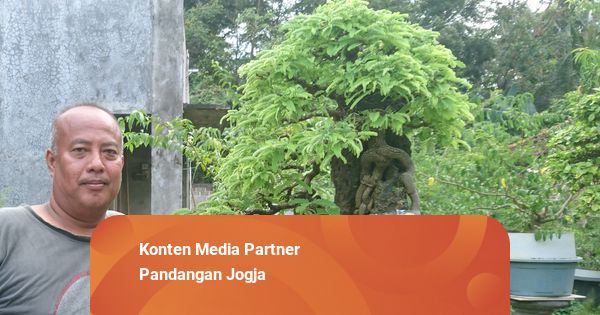 Pohon Beringin, Preh, sampai Asem Jawa Jadi Komoditas Bonsai Terbaik ...