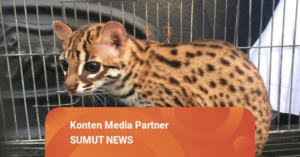 2 Bulan Dipelihara Warga, Kucing Kuwuk Diserahkan ke BBKSDA Sumut ...