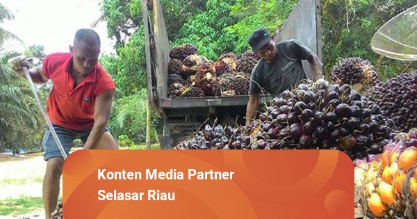 Harga TBS Riau Turun Lagi di Awal Oktober 2022 | kumparan.com