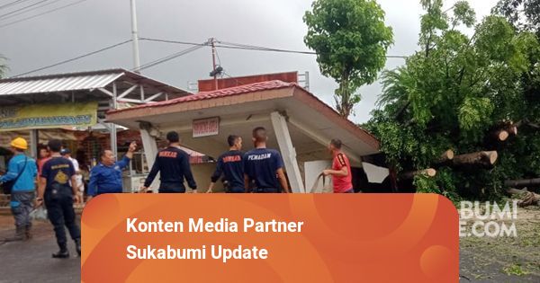 Pohon Kayu Jaran Tumbang di Palabuhanratu Sukabumi, Penikmat Bakso ...