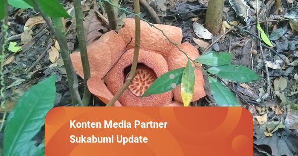 Bunga Rafflesia Tumbuh di Hutan Konservasi Cipeucang, Sukabumi ...