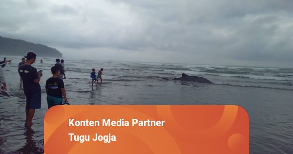 Wisatawan Temukan Hiu Tutul Terdampar di Pantai Parangtritis | kumparan.com