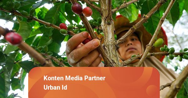 Foto: Menggali Potensi Kopi Rimba Candi Sumatera Selatan | kumparan.com