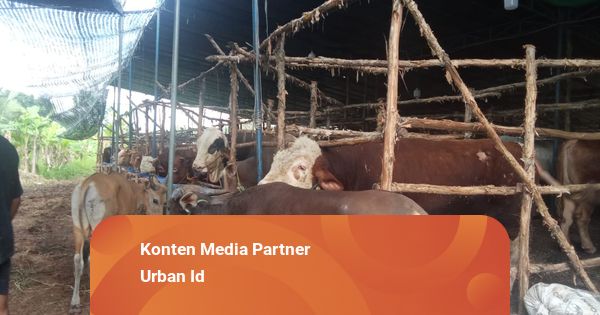 Jenis Sapi Bali Ramai Peminat Jelang Idul Adha di Sumsel | kumparan.com