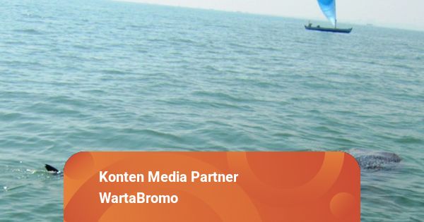 Hiu Tutul Muncul di Pelabuhan Lekok | kumparan.com