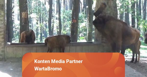 Hore! 3 Bayi Bison Eropa Lahir di Taman Safari Prigen | kumparan.com