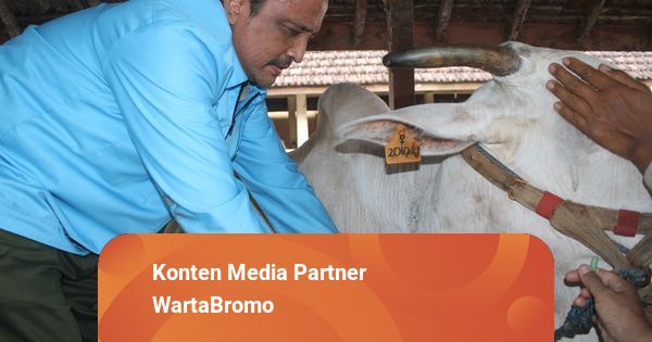 Elisa Kit, Cara Deteksi Sapi Bunting Jadi Lebih Akurat | kumparan.com