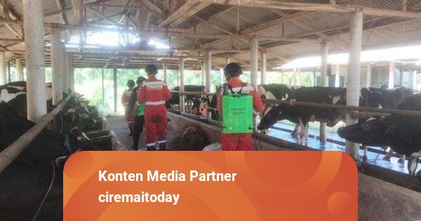 DKPP Jabar Genjot Produktivitas Sapi Perah Pasca PMK Lewat Delman Sarah ...