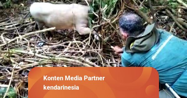 BKSDA Sultra Musnahkan 82 Jerat Tradisional, 1 Babi Rusa Diselamatkan ...