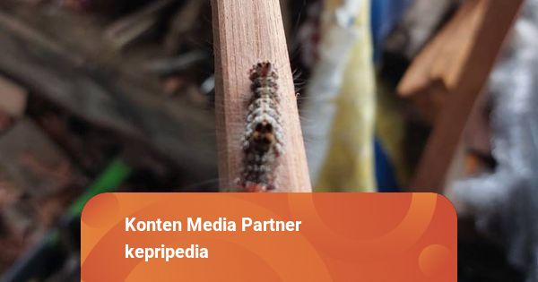 Hama Ulat Bulu Serang Warga Jagoh Lingga, 52 Orang Gatal-gatal ...