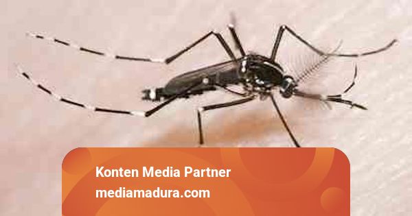 Hampir Separuh Kecamatan di Pamekasan Endemis DBD | kumparan.com