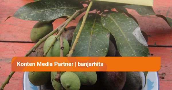 mangga kasturi nama ilmiah