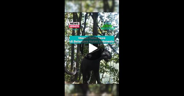 Macan Tutul Jawa di Belantara Hutan Indonesia