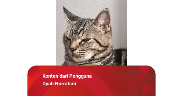 Edukasi Gizi Remaja dalam Pencegahan KEK Pada Siswa SMPN 19 Jakarta ...