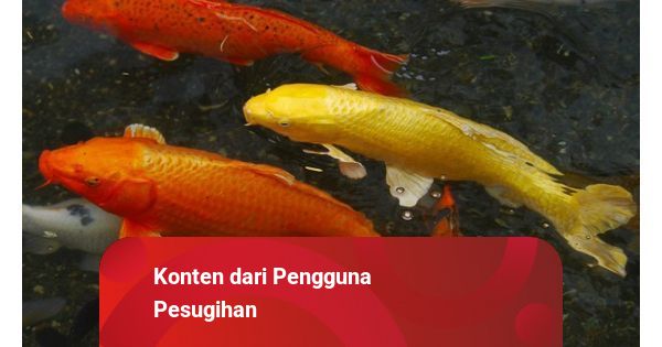 ikan siluman