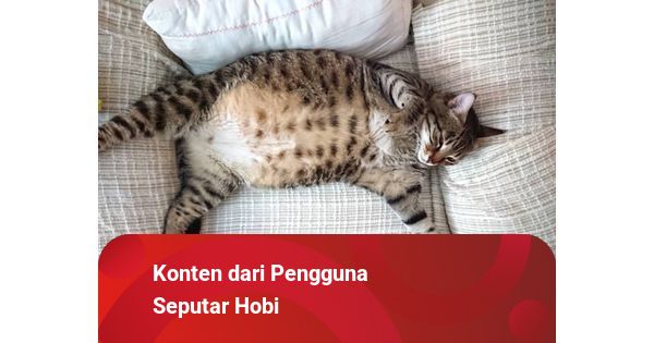 kucing hamil muda
