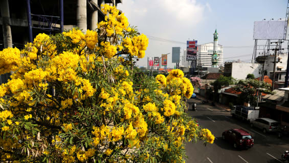 Bunga Tabebuya: Berita Bunga Tabebuya Terbaru dan Terupdate - kumparan