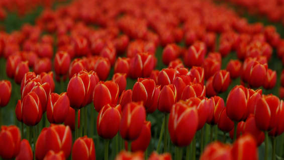 Bunga Tulip: Berita Bunga Tulip Terbaru dan Terupdate - kumparan