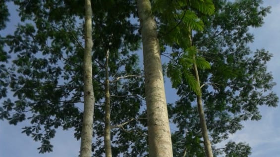 Pohon Sengon: Berita Pohon Sengon Terbaru dan Terupdate - kumparan