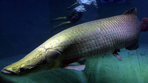 Ikan Arapaima: Berita Ikan Arapaima Terbaru dan Terupdate - kumparan