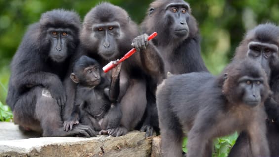 Kera : Berita Kera Terbaru dan Terupdate - kumparan