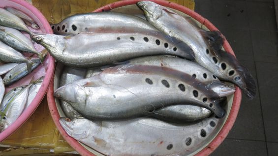 Ikan Belida: Berita Ikan Belida Terbaru dan Terupdate - kumparan
