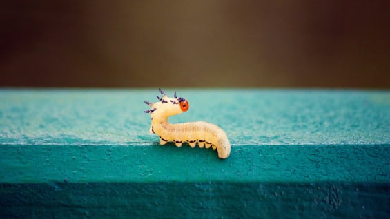 Ulat: Berita Ulat Terbaru dan Terupdate - kumparan