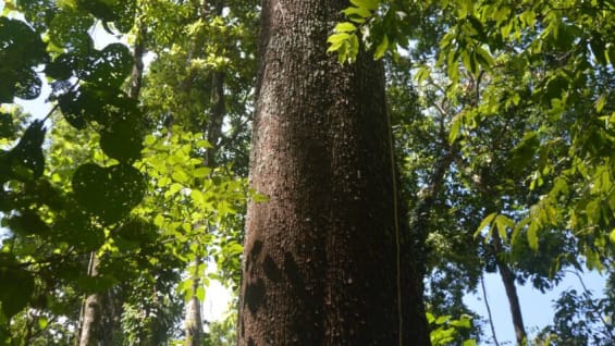Pohon Torem: Berita Pohon Torem Terbaru dan Terupdate - kumparan