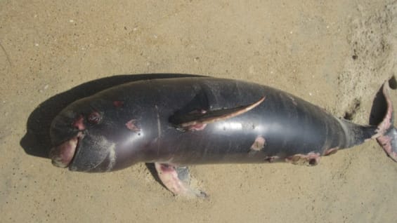 Pesut: Berita Pesut Terbaru dan Terupdate - kumparan