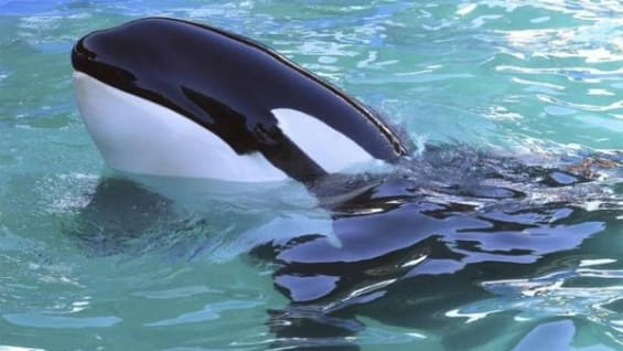Paus Pembunuh: Berita Paus Pembunuh Terbaru dan Terupdate - kumparan