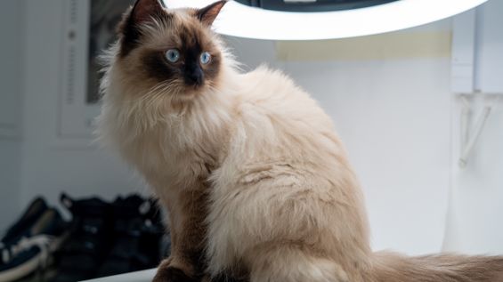 Kucing Ras: Berita Kucing Ras Terbaru dan Terupdate - kumparan